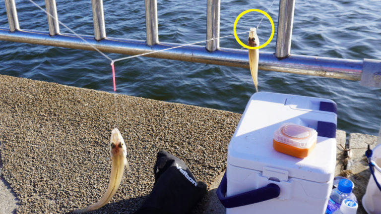 キスの生態と習性、産卵 でら釣りブログ