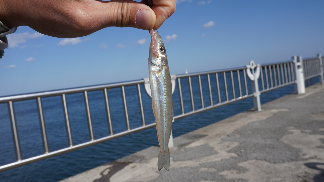 キスの釣り方と釣れる時期 | でら釣りブログ