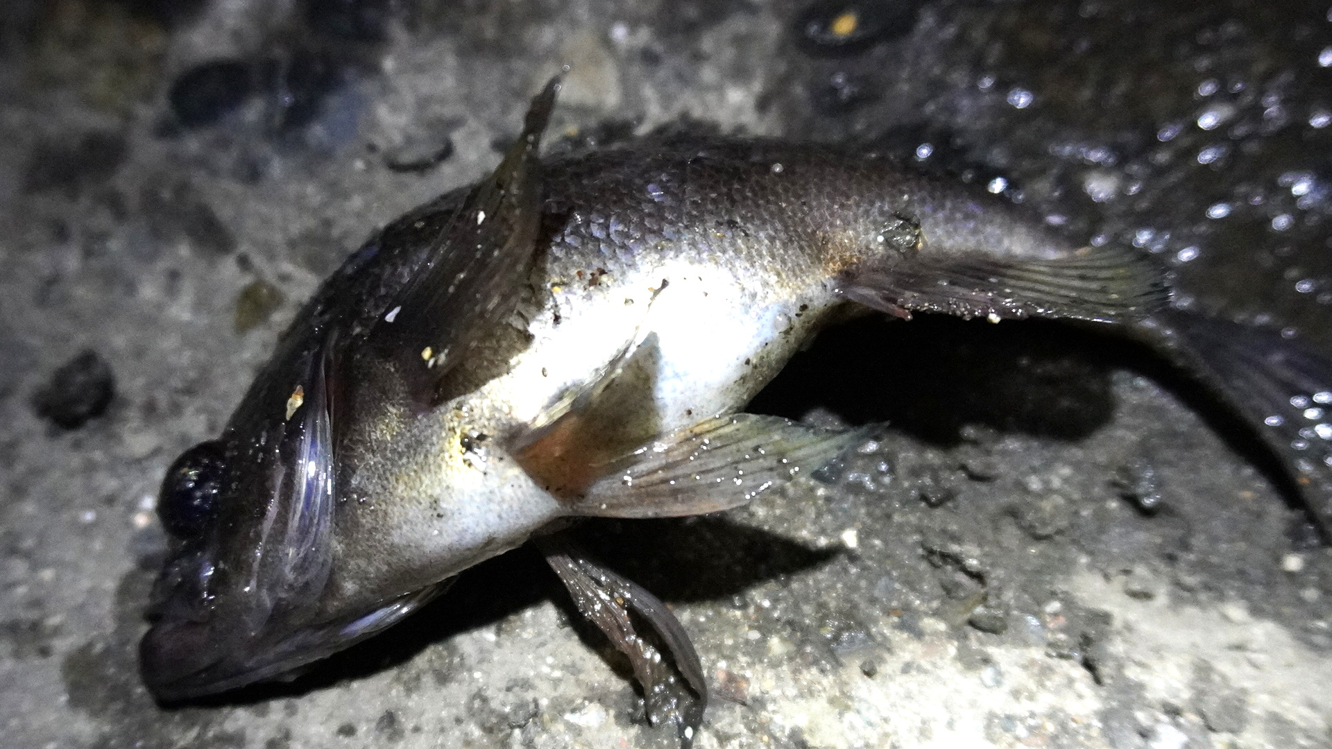 福井県敦賀新港でメバリング メバルのライズに遭遇 | でら釣りブログ