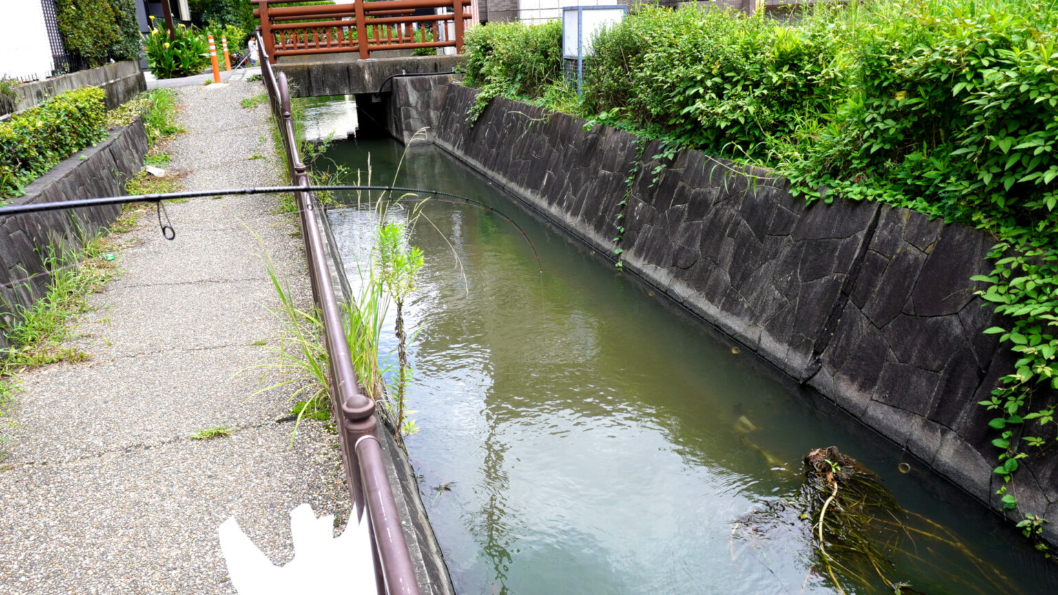 セフィア22モデルS76SUL-Sを夏のティラピアで試し釣り | でら釣りブログ