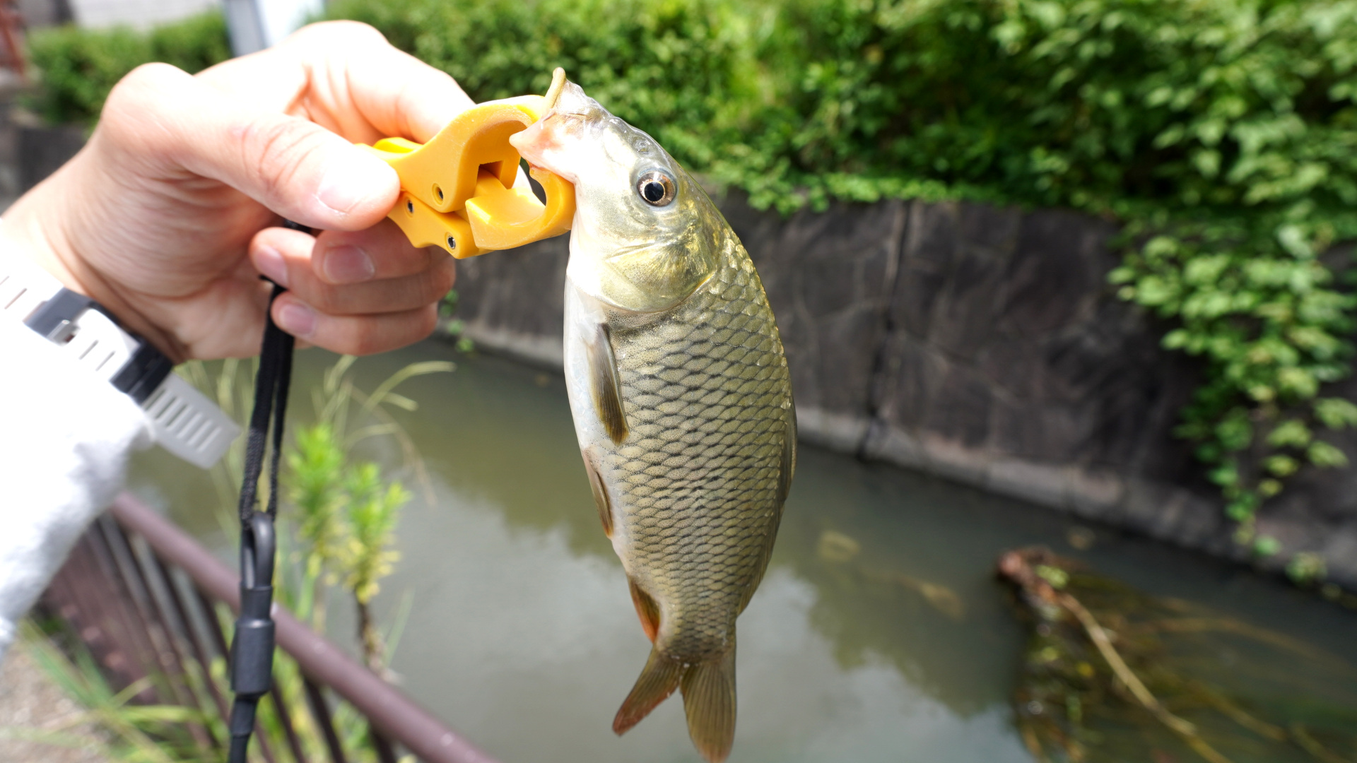 セフィア22モデルS76SUL-Sを夏のティラピアで試し釣り | でら釣りブログ